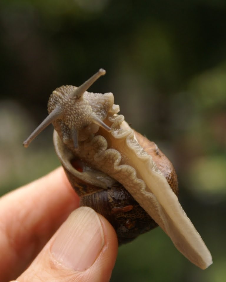 Am I Bugging You Yet?: Snail Meditation and Yoga