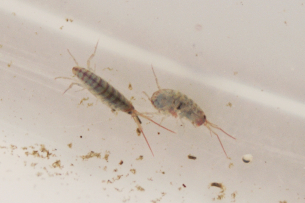 Am I Bugging You Yet?: Attack of the Amphipods