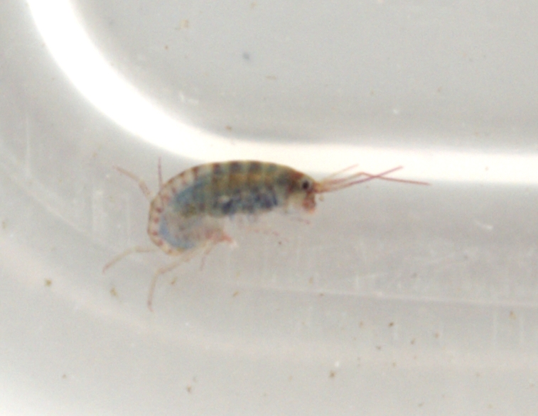 Am I Bugging You Yet?: Attack of the Amphipods
