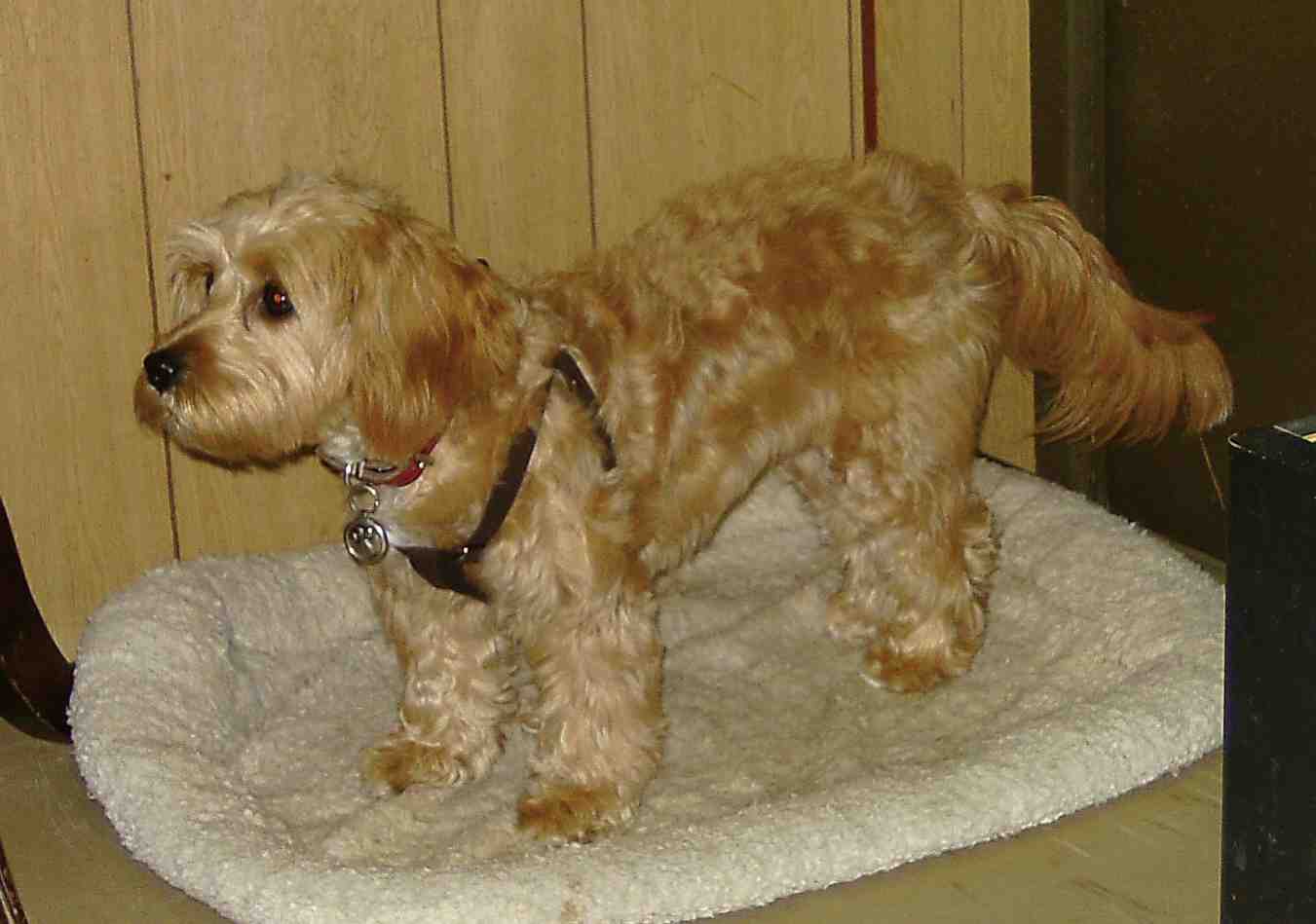 Cavoodle Pups: Cavoodle Grown Photos From Past Litters