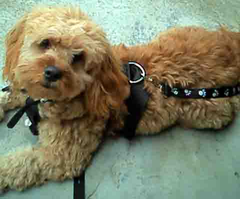 Cavoodle Pups: Cavoodle Grown Photos From Past Litters