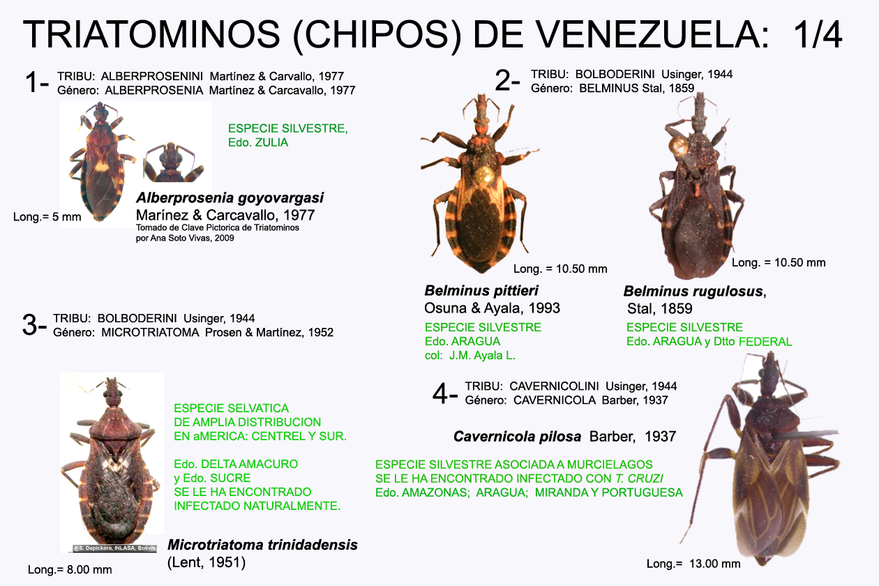El Mundo de los Artropodos: COMO RECONOCER UN TRIATOMINO = CHIPO