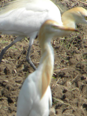 Swiftlet Farming: Million Dollars A Year Income Potential.: Those White ...