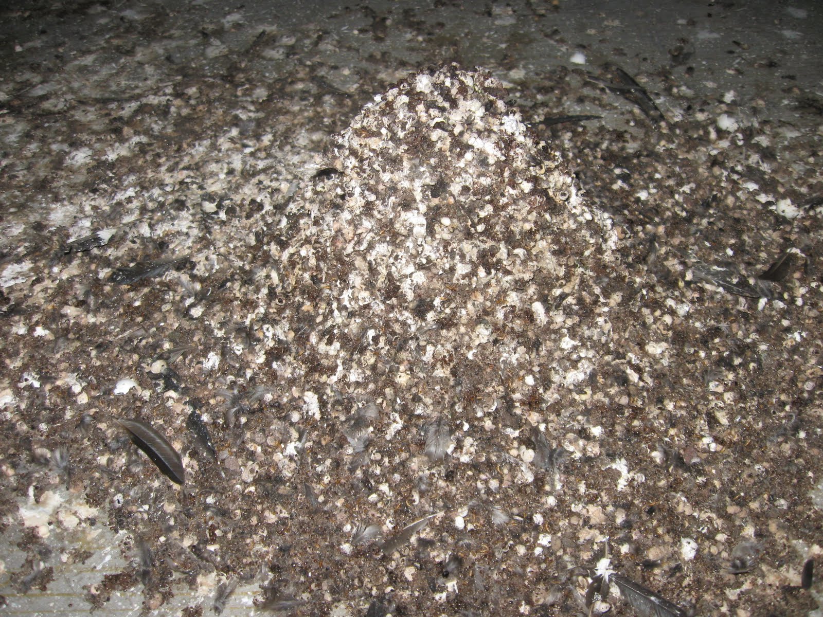 Swiftlet Farming: Million Dollars A Year Income Potential.: Just How ...