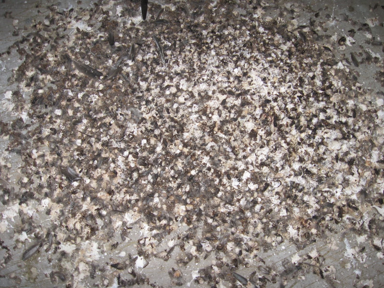 Swiftlet Farming: Million Dollars A Year Income Potential.: Just How ...