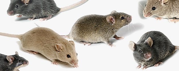 MiceRcool: Different Types of Mice