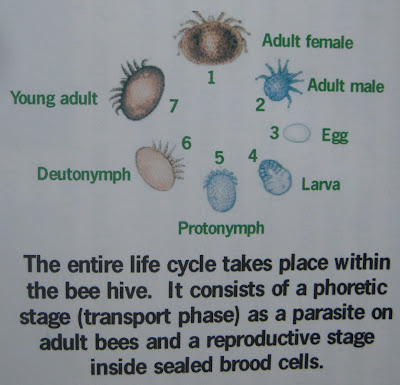 Diary of a Beekeeper: The Life Cycle of Varroa Mites