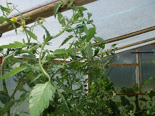 Tomato training methods