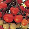 Cordon and Indeterminate Tomato Varieties