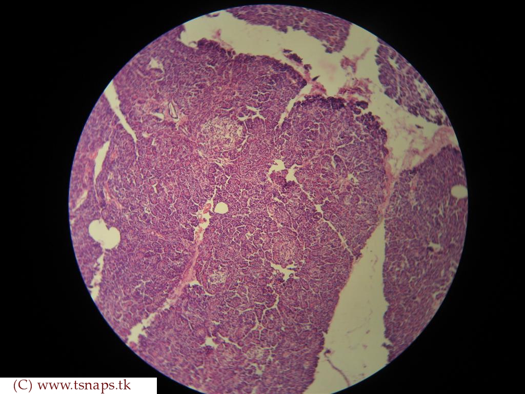 Histology Slides Database: serous acini histology slide