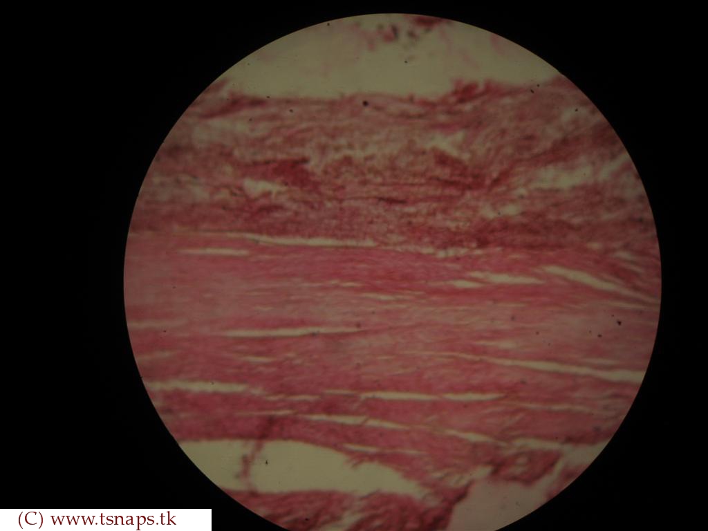 Histology Slides Database: tendon histology slide
