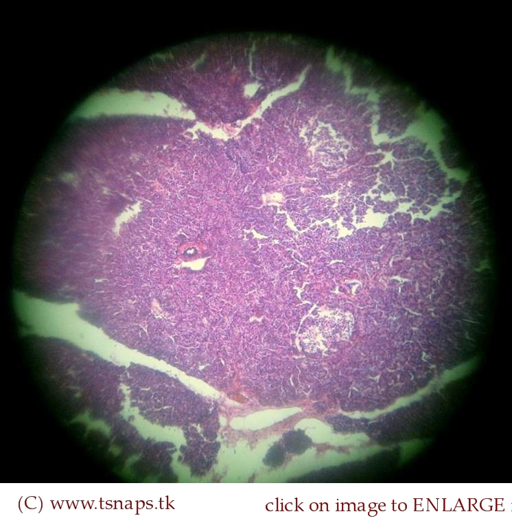 Histology Slides Database: pancreas histology slides
