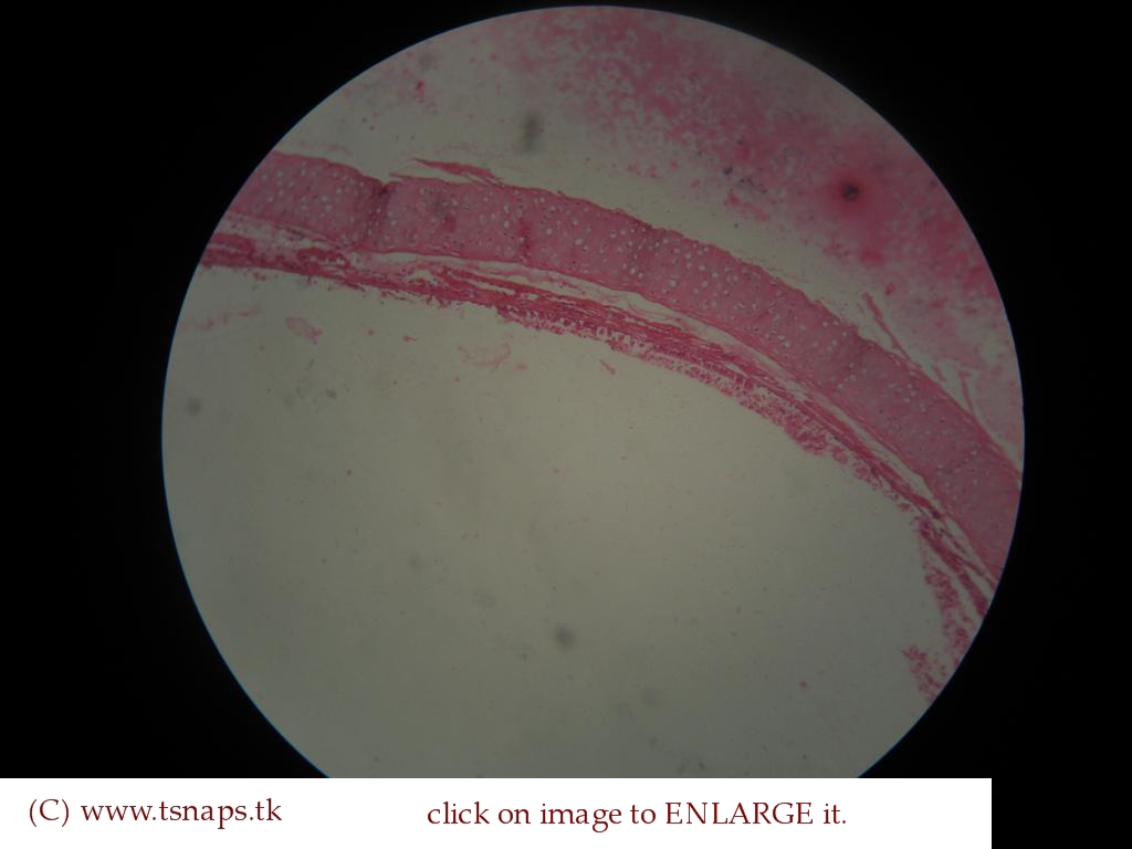 Histology Slides Database: Trachea Histology SLIDES