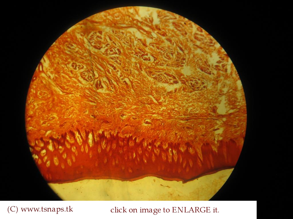 Histology Slides Database: Lip histology slide