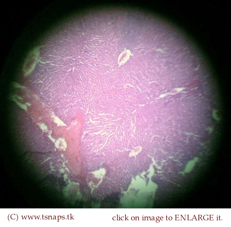 Liver Histology Slide