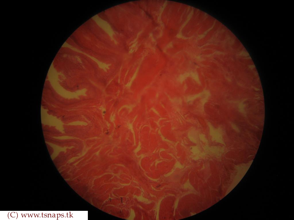 Histology Slides Database: Urinary bladder histology slides
