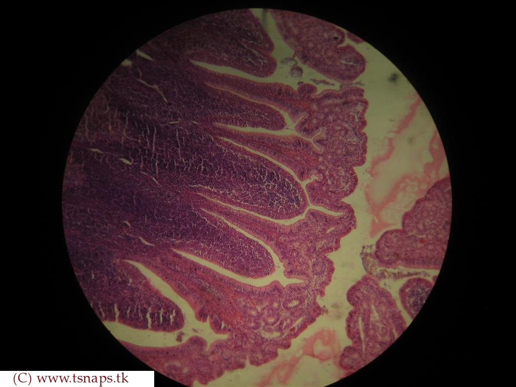 Histology Slides Database: human ileum histology slides