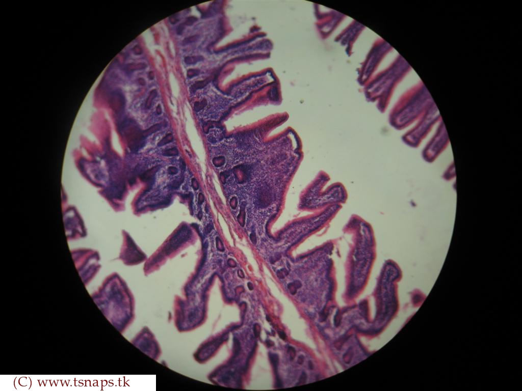 Histology Slides Database Human Jejunum Histology Slides