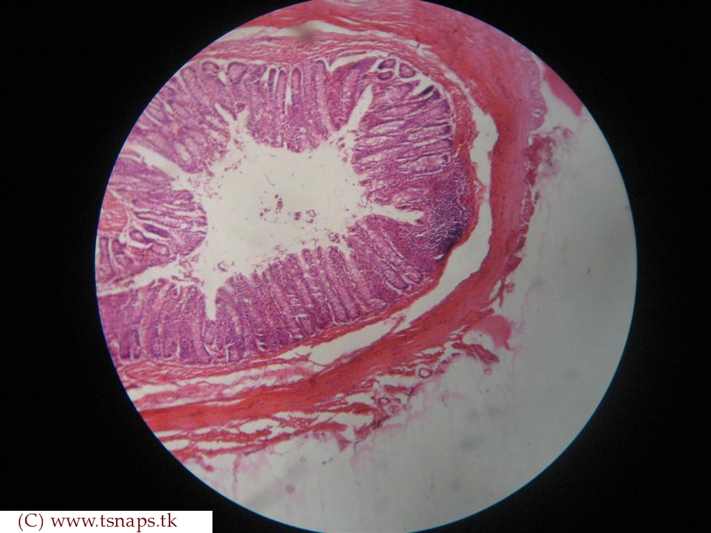 Histology Slides Database: human rectum histology slides