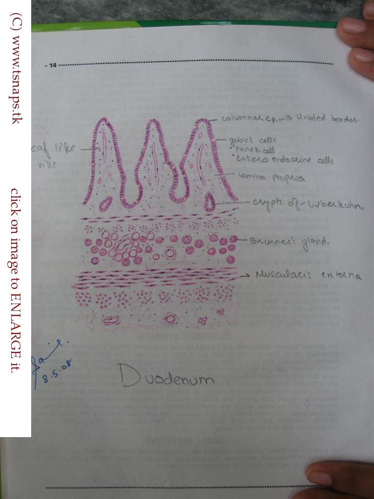 Histology Slides Database: histological diagram of duodenum