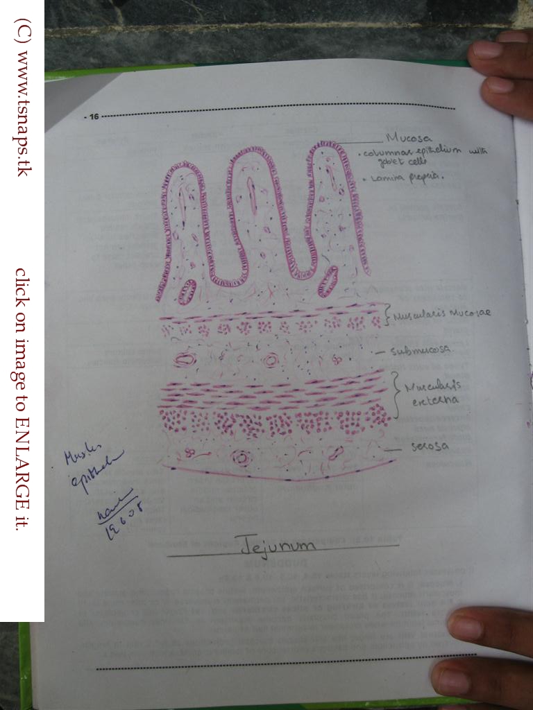 Histology Slides Database: histological diagram of jejunum
