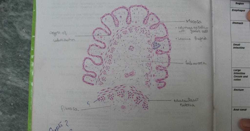 Histology Slides Database: histological diagram of rectum