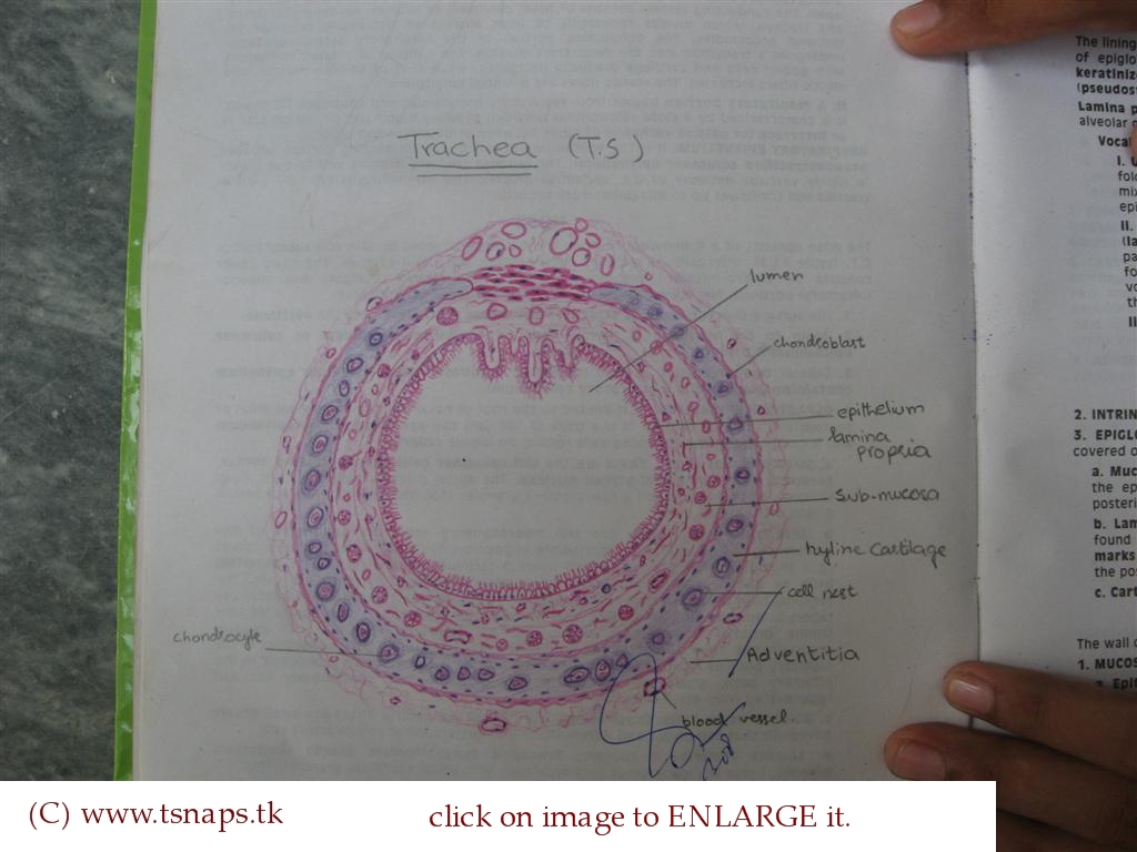 Histology Slides Database: histological diagram of transverse section ...
