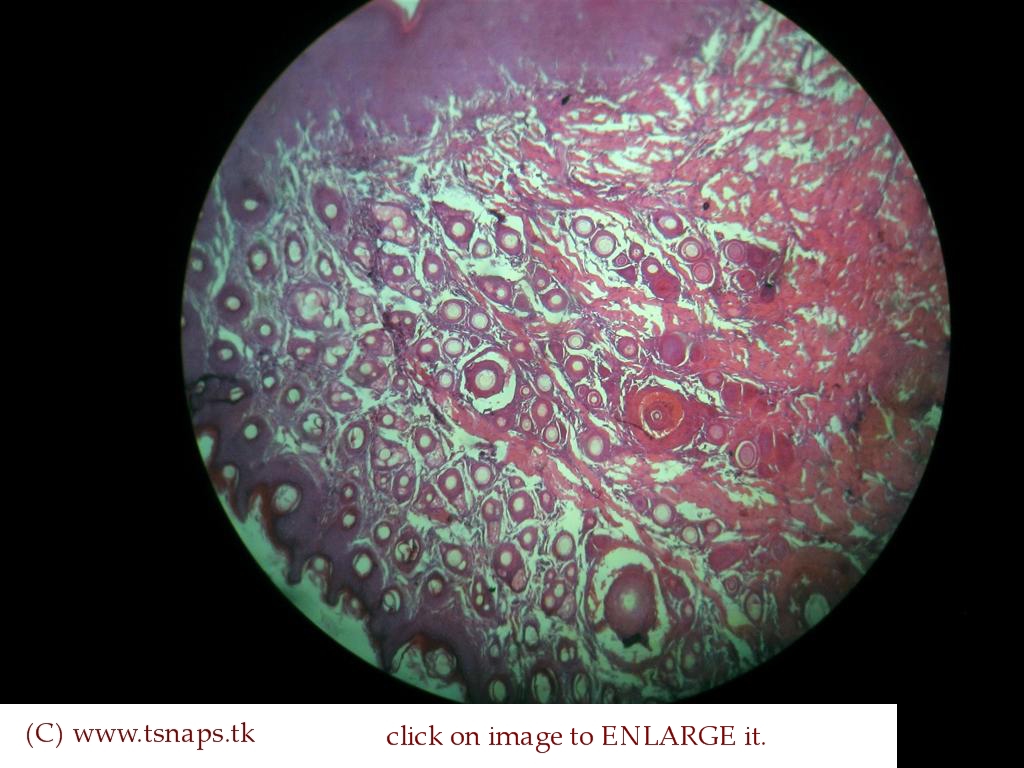Histology Slides Database: human lip histology slides