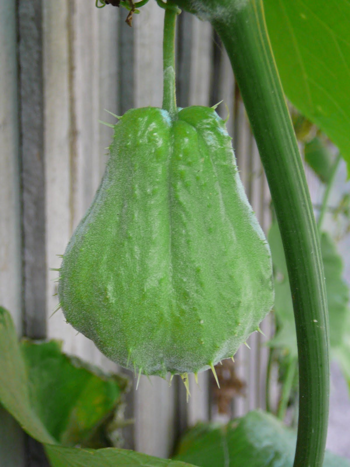 People, Plants, Landscapes: A Choko or Chayote