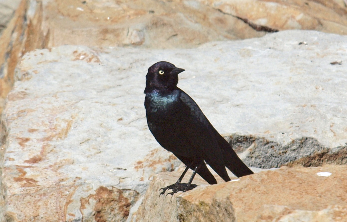 Birding Is Fun!: Brewer's Blackbird