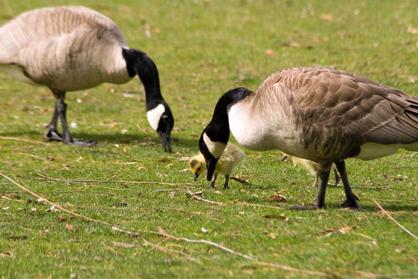 Birding Is Fun!: Idaho Camera Birding Photo Competition - The Field of ...