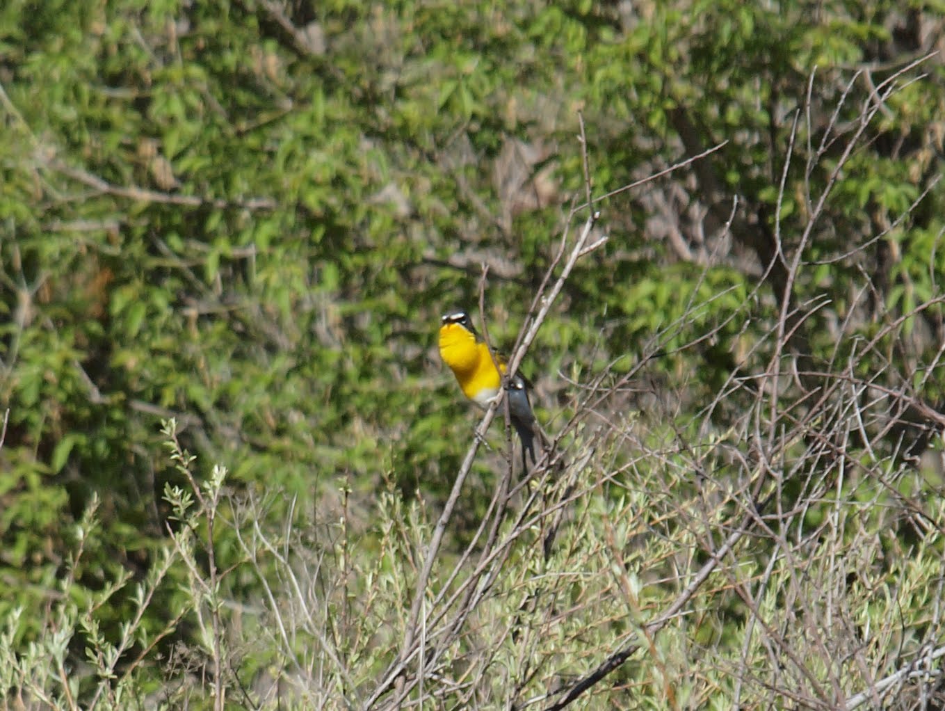 Birding Is Fun!: Yellow-breasted Chat