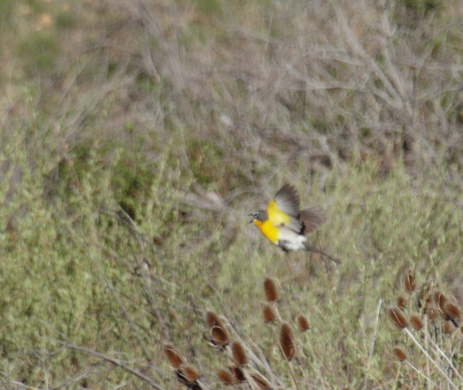 Birding Is Fun!: Yellow-breasted Chat