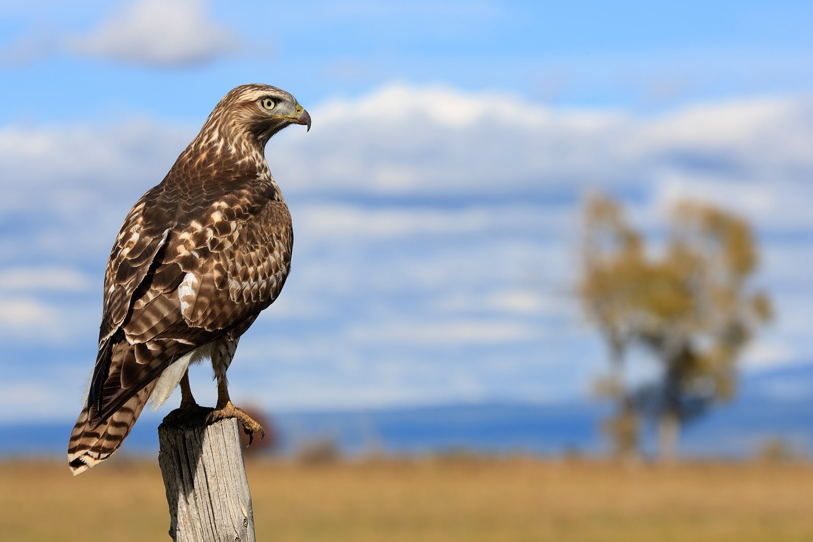 Birding Is Fun!: Idaho Camera Birding Photo Competition - The Field of ...