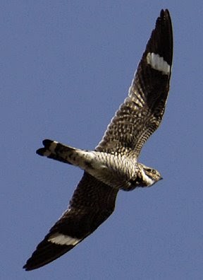 Birding Is Fun!: Common Nighthawk at Avimor