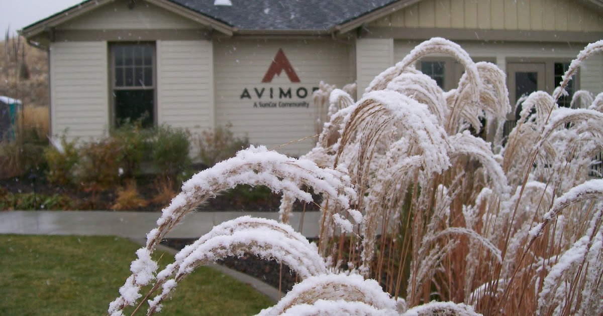 Birding Is Fun!: Avimor Right Now