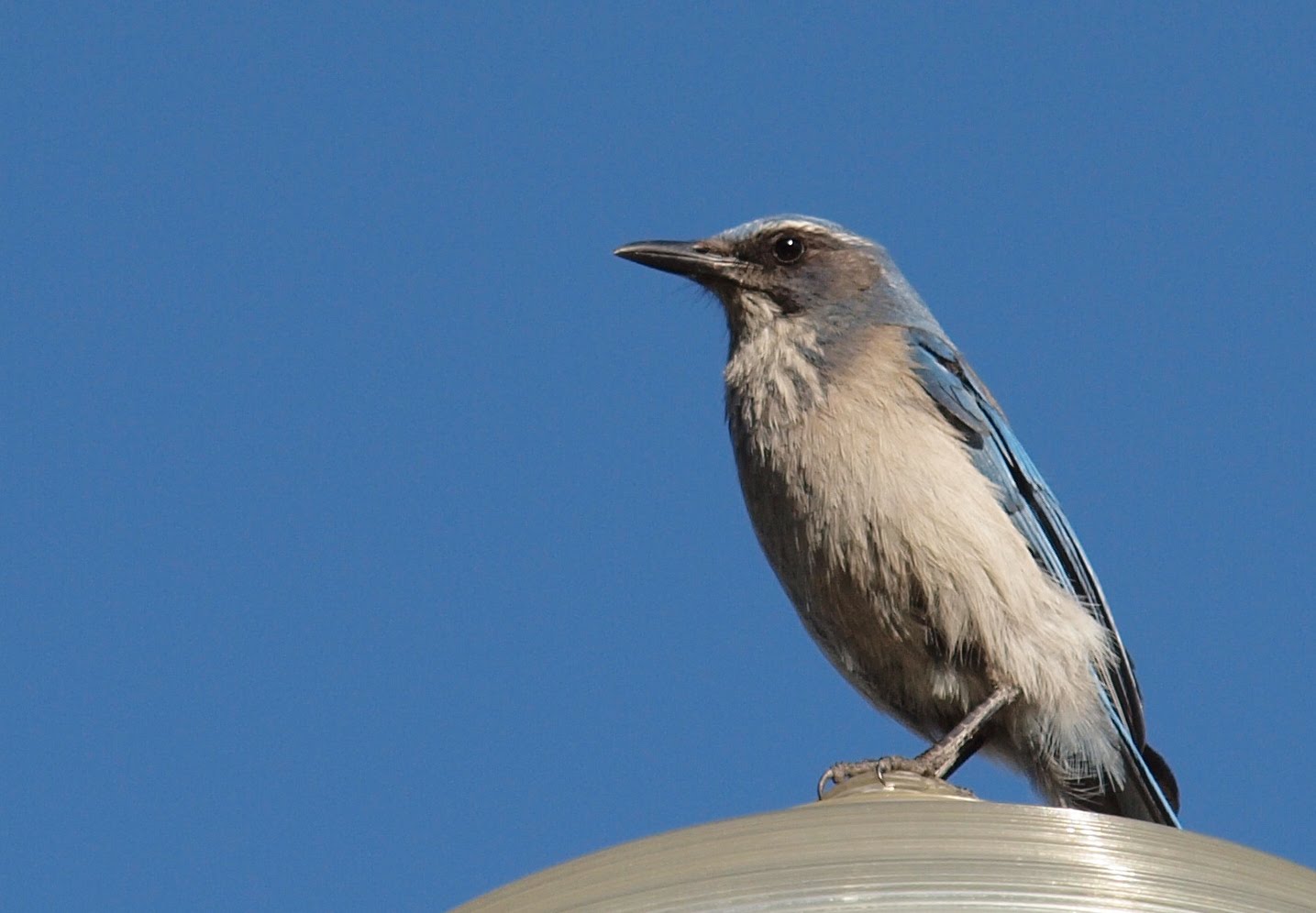 Arizona Scrub Jay