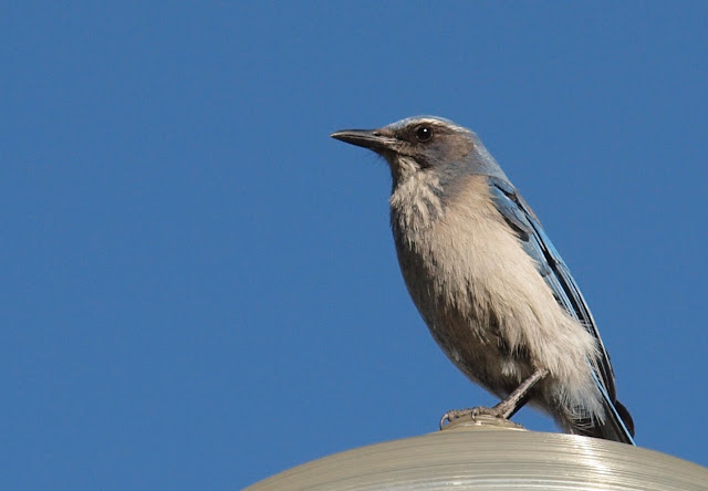 Birding Is Fun!: Western Scrub-Jay