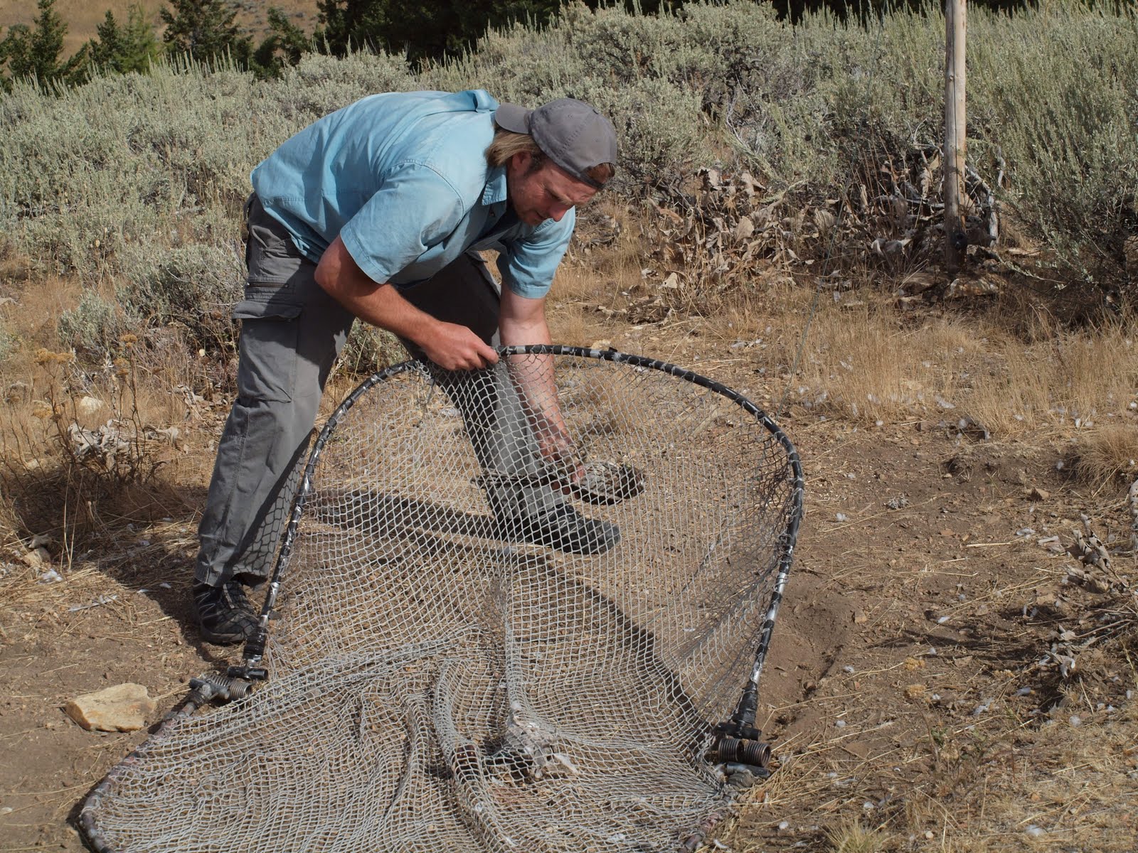 Birding Is Fun!: Idaho Bird Observatory: Part Two - Hawkwatch & Banding