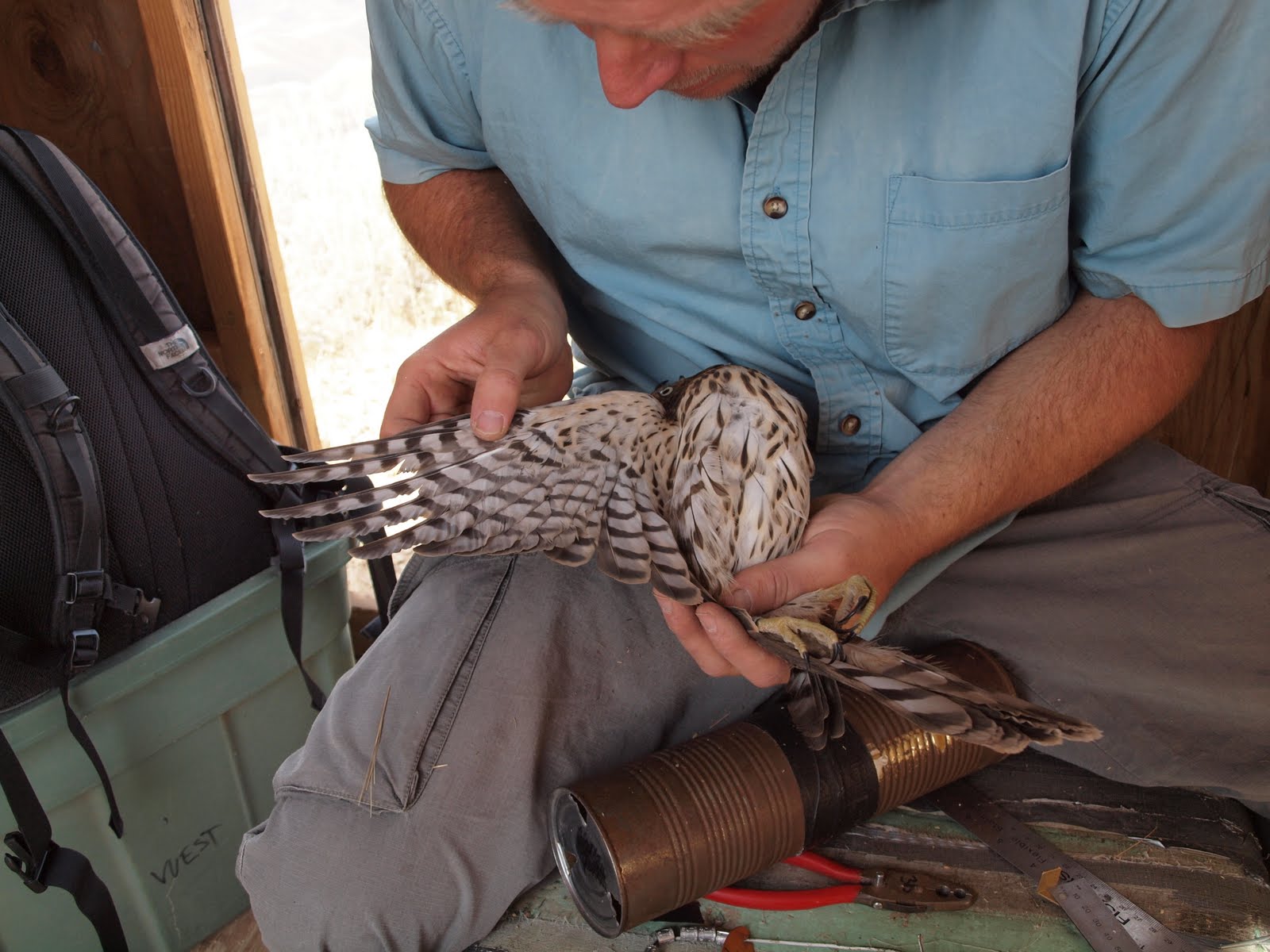 Birding Is Fun!: Idaho Bird Observatory: Part Two - Hawkwatch & Banding