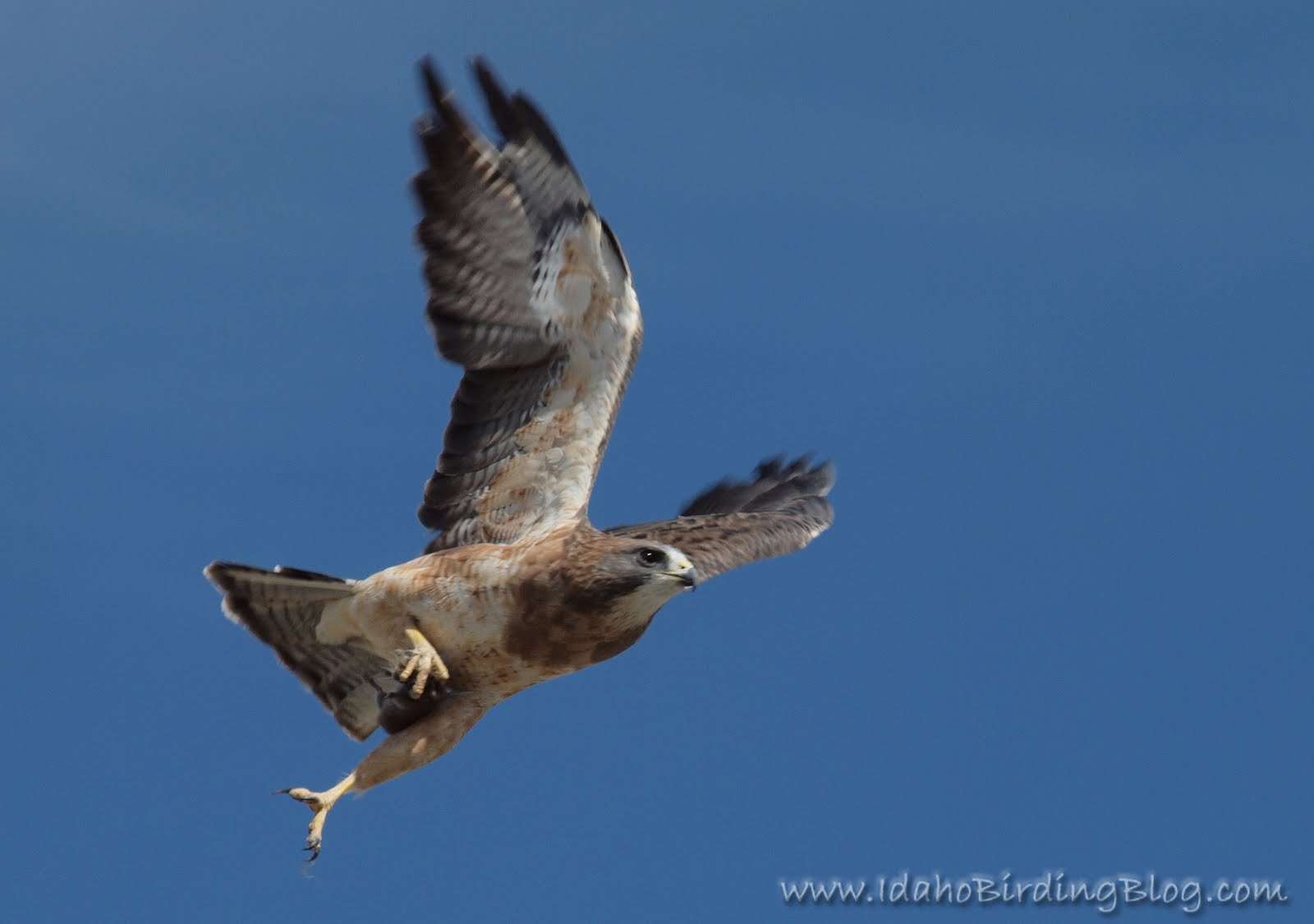 Birding Is Fun!: Swainson's Hawk