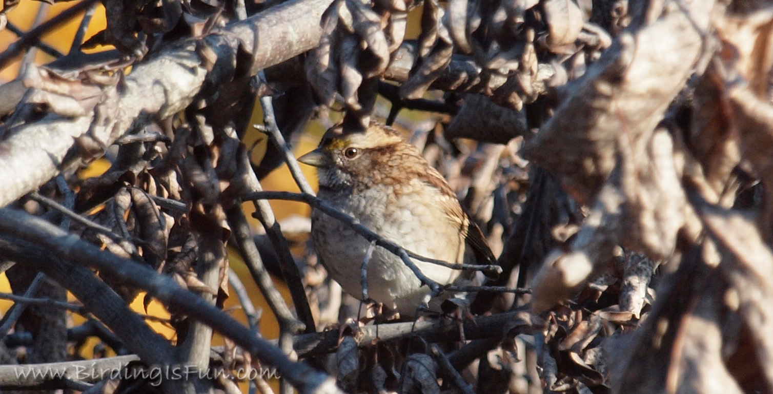 Birding Is Fun!: From the brush pile