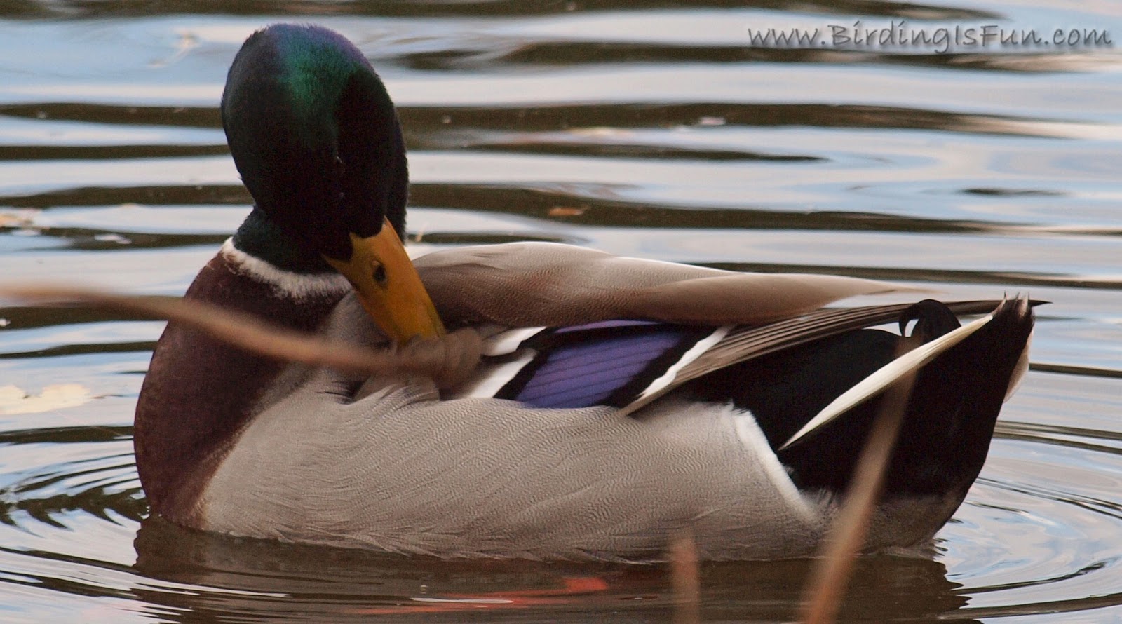 Birding Is Fun!: Mallard Appreciation Day