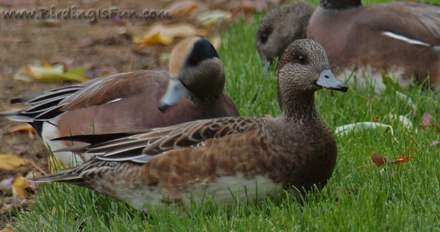 Birding Is Fun!: Autumn Feathers: American Wigeon