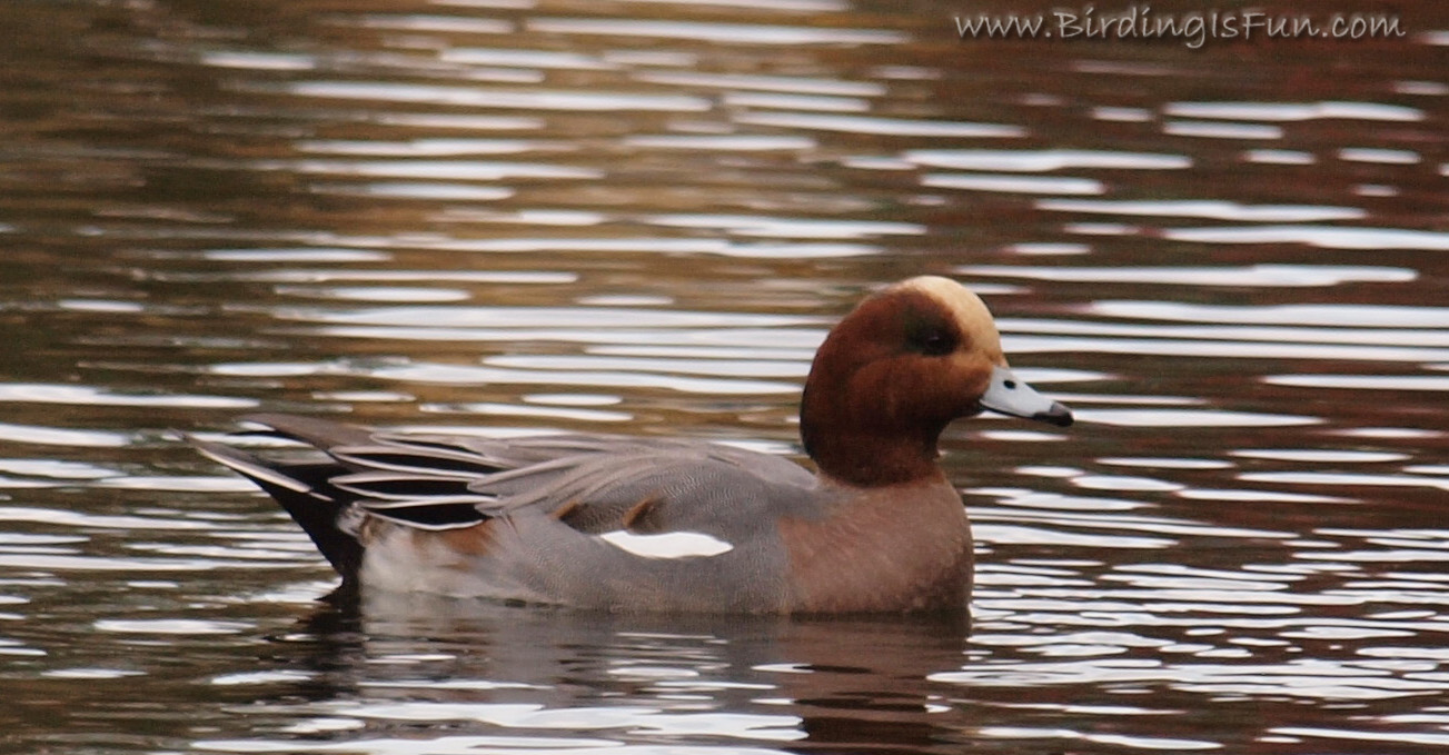 Birding Is Fun!: Autumn Feathers - Eurasian Wigeon