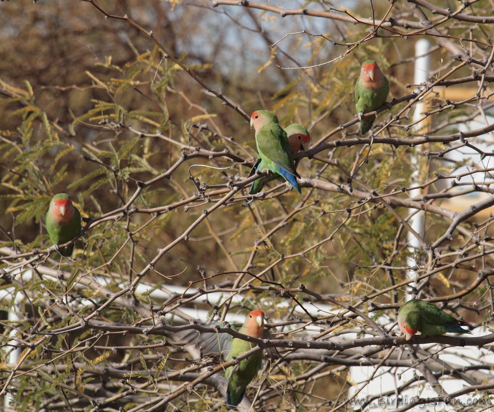 Birding Is Fun!: Gilbert Water Ranch: Rosy-faced Lovebirds