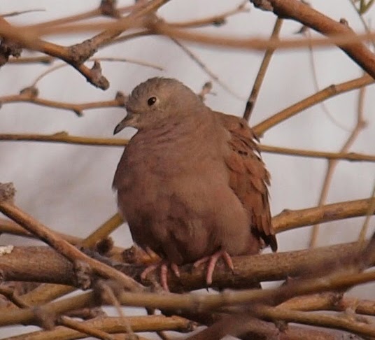 Birding Is Fun!: Gilbert Water Ranch: Ground-doves