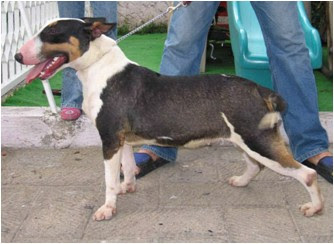 Nueva cruza Boromir Mace y Alexa: Alexa ( Bull Terrier )