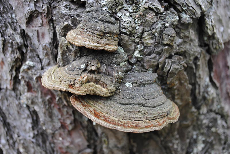 Asociación Micolóxica "Refungando": Phellinus pini, cancro dos piñeiros
