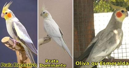 O que você deve saber sobre as calopsitas!!